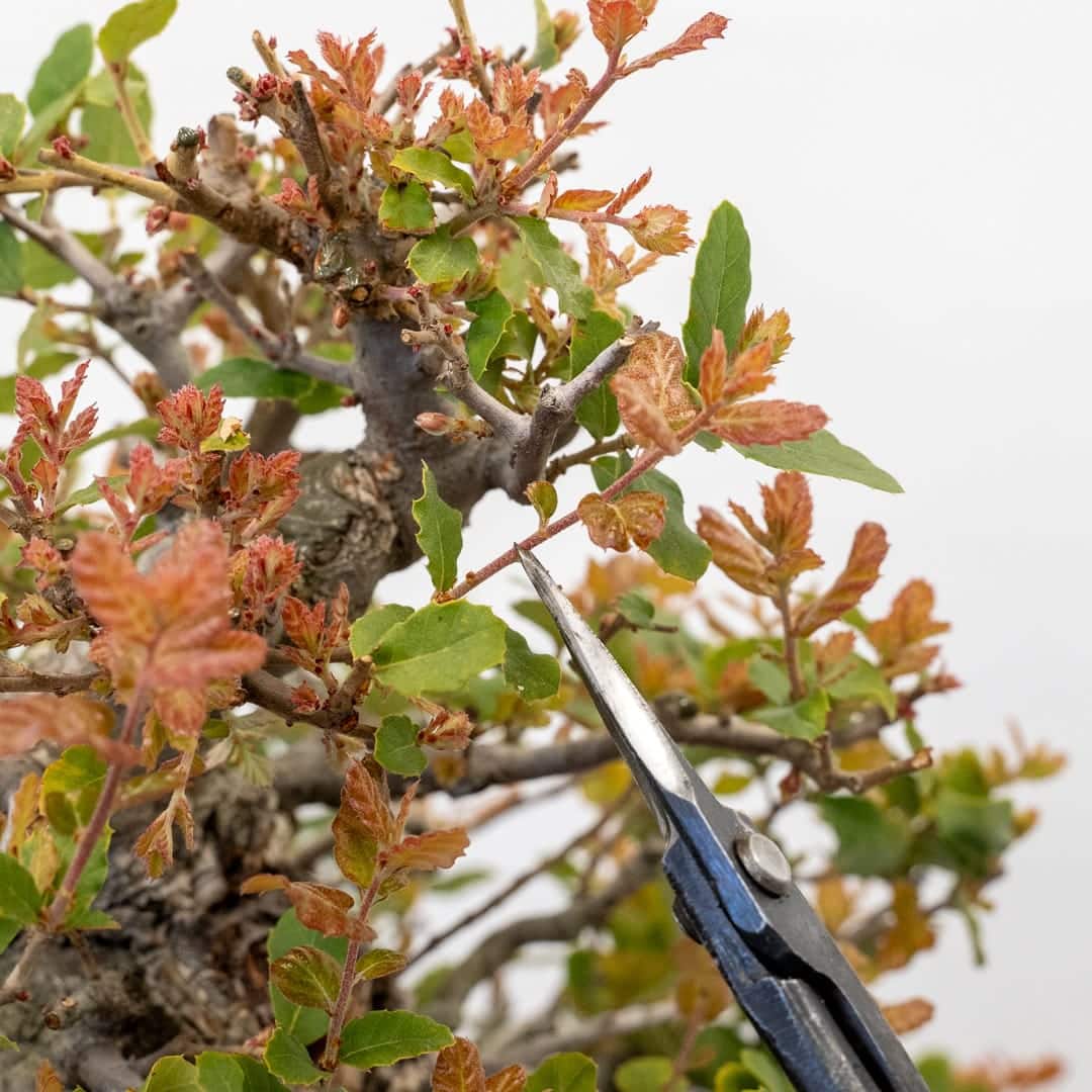 Cork oak pruning follow-up - Bonsai Tonight