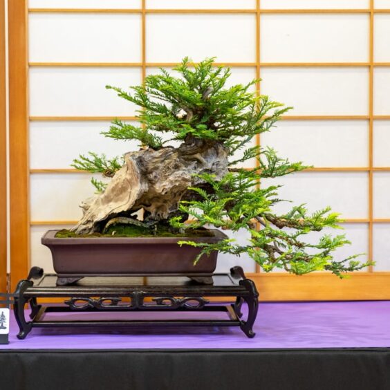 Highlights from the 37th REBS bonsai show - part 2 - Bonsai Tonight