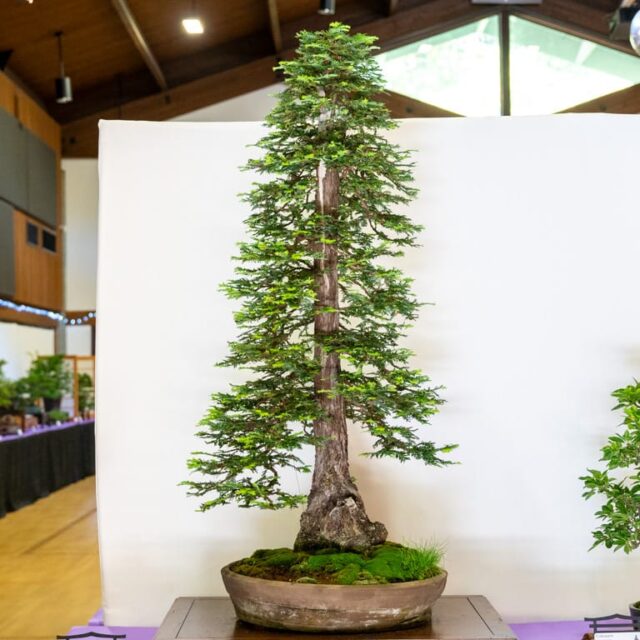 Highlights from the 37th REBS bonsai show - part 2 - Bonsai Tonight