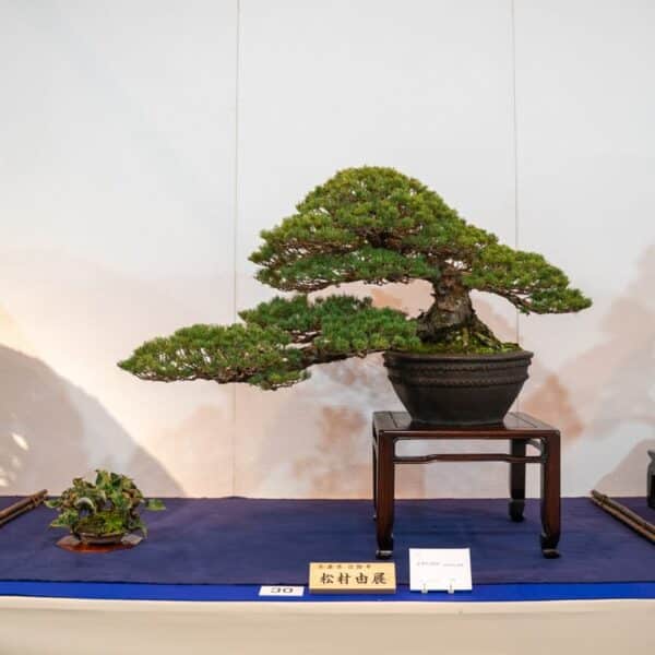 Bonsai display basics - Bonsai Tonight