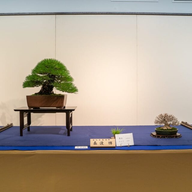Bonsai display basics - Bonsai Tonight