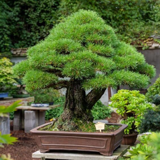 A visit to Bill Valavanis' bonsai garden - Bonsai Tonight