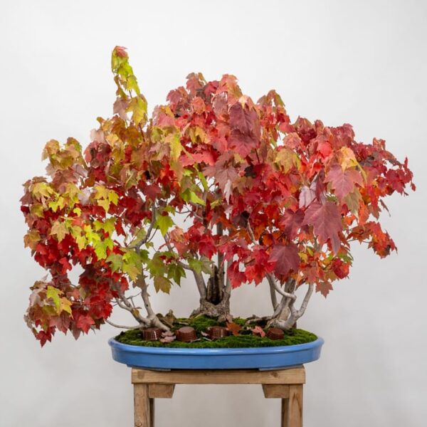 Red maple forest fall cleanup - Bonsai Tonight