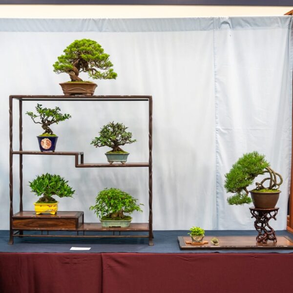 Highlights from the 8th US National Bonsai Exhibition – part 3: Shohin ...