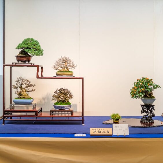 Bonsai display basics - Bonsai Tonight