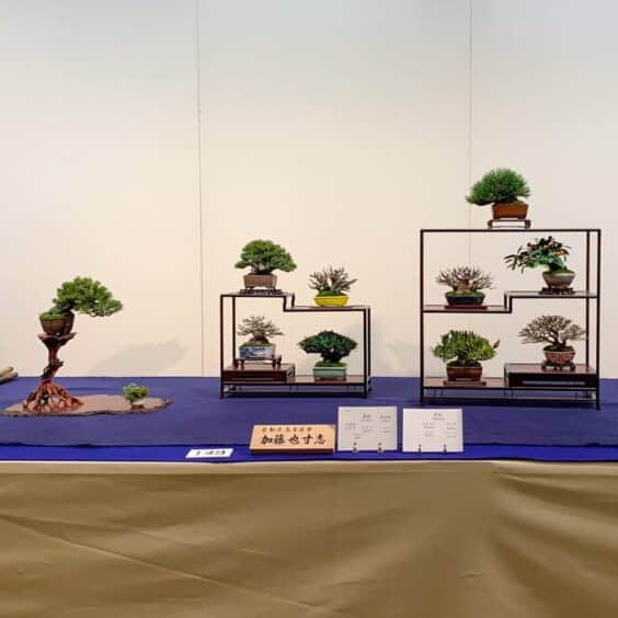 Bonsai display basics - Bonsai Tonight