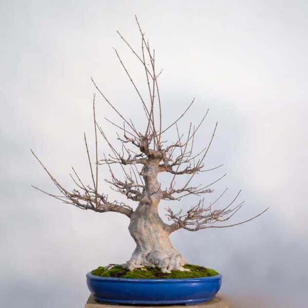 Trident maple fall pruning and Expo update - Bonsai Tonight