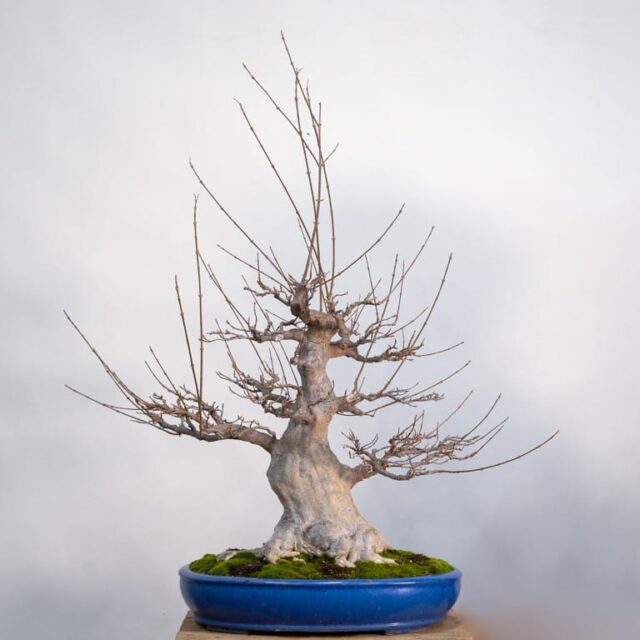 Trident maple fall pruning and Expo update - Bonsai Tonight