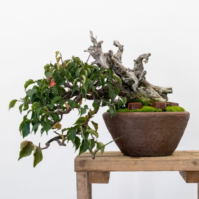 Fall cutback on ume - Bonsai Tonight