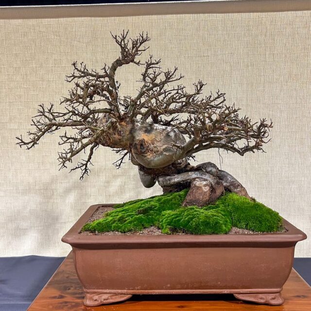 Baikoen Bonsai Kenkyukai 60th Annual Winter Silhouettes Show Highlights ...