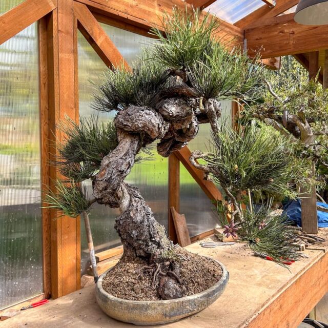 A brief visit to Bonsai Mirai - Bonsai Tonight