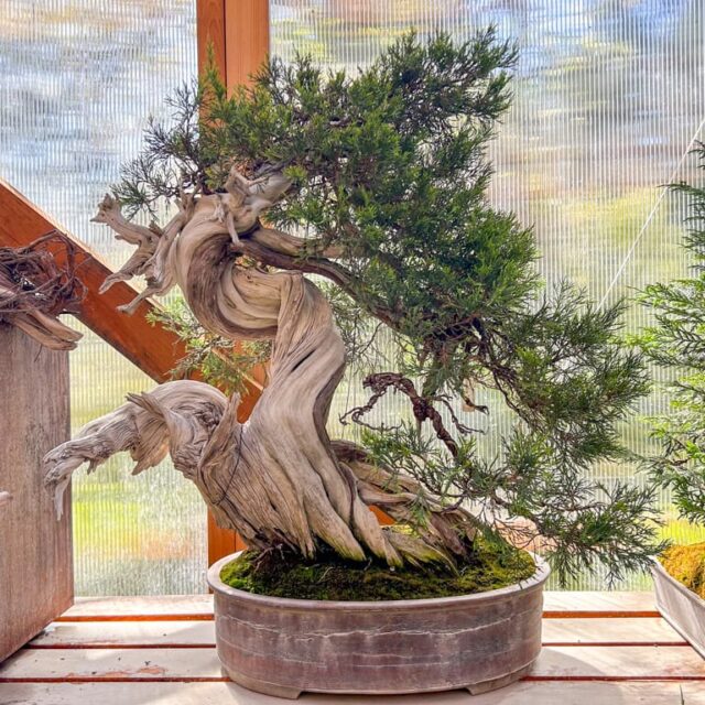 A brief visit to Bonsai Mirai - Bonsai Tonight