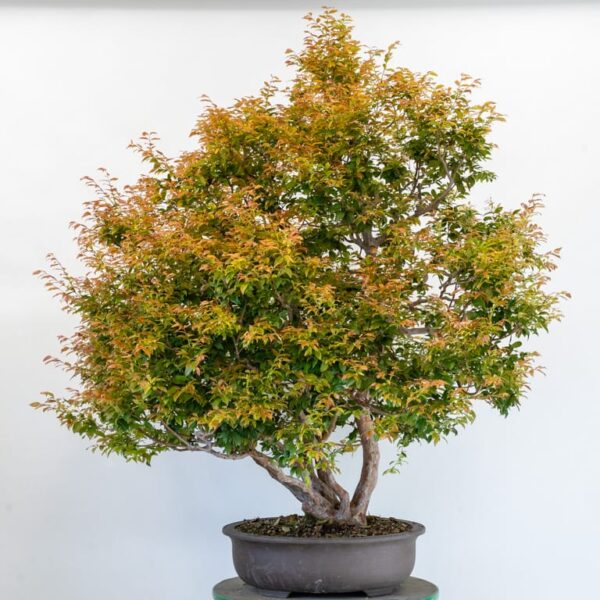 Pruning and repotting a clump style jabuticaba - Bonsai Tonight