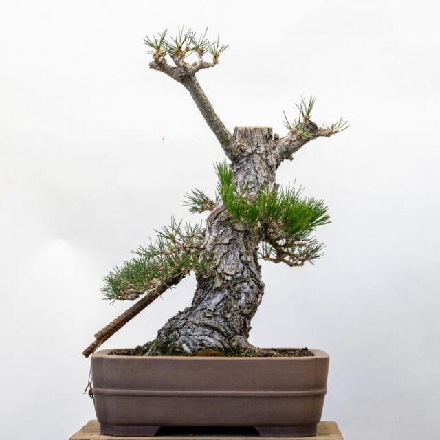 The middle stages of pine development - my favorite! - Bonsai Tonight