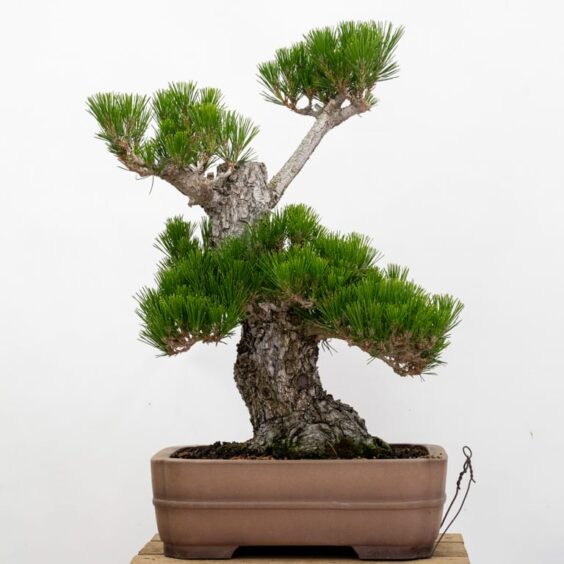 The middle stages of pine development - my favorite! - Bonsai Tonight