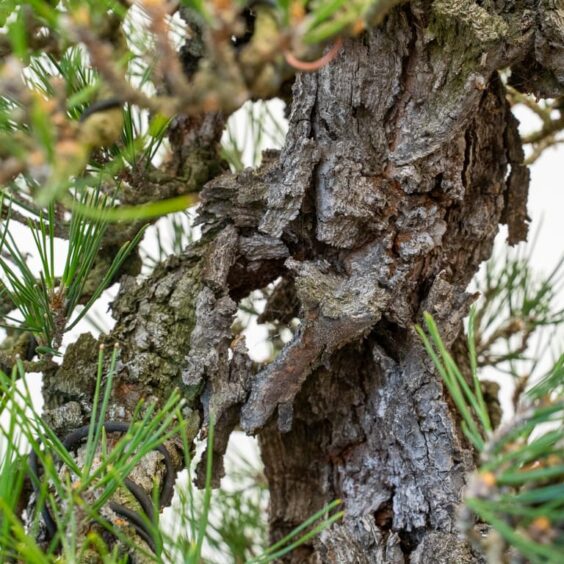 Decandling an old cork bark black pine - Bonsai Tonight