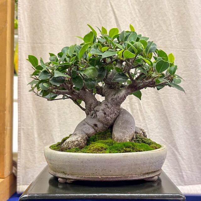 How to judge a bonsai show - highlights from the Minnesota State Fair ...