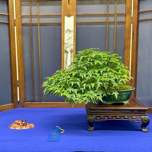 How to judge a bonsai show - highlights from the Minnesota State Fair ...