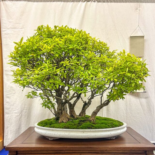 How to judge a bonsai show - highlights from the Minnesota State Fair ...