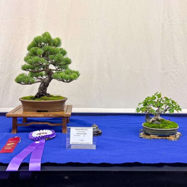 How to judge a bonsai show - highlights from the Minnesota State Fair ...