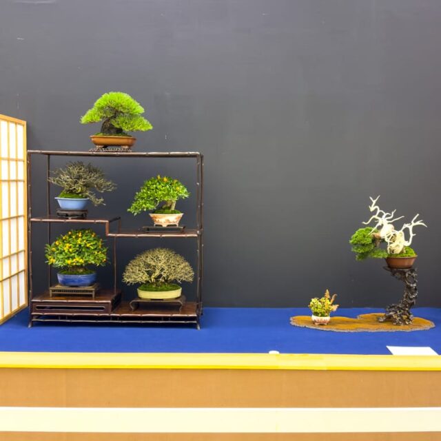 Award-winning shohin display at the 50th Gafu-ten - Bonsai Tonight