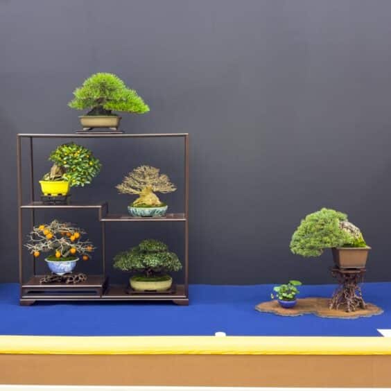 Appreciating shohin displays at Gafu-ten - Bonsai Tonight