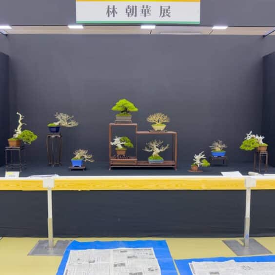 Appreciating shohin displays at Gafu-ten - Bonsai Tonight