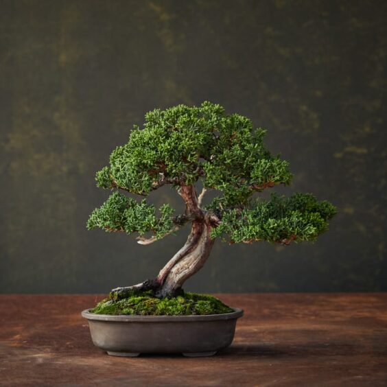 A look inside The Essential Bonsai Book - Bonsai Tonight