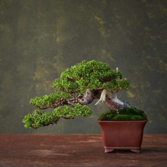 A look inside The Essential Bonsai Book - Bonsai Tonight