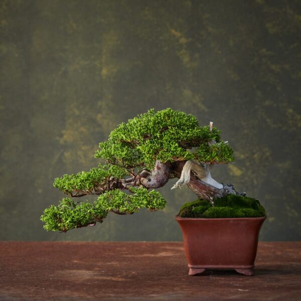 A look inside The Essential Bonsai Book - Bonsai Tonight