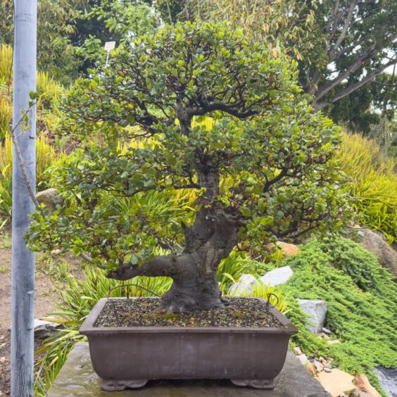 A visit to the Bonsai Pavilion at Safari Park - Bonsai Tonight