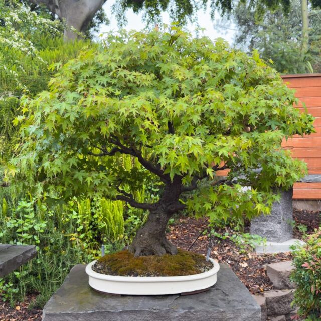 A visit to the Bonsai Pavilion at Safari Park - Bonsai Tonight