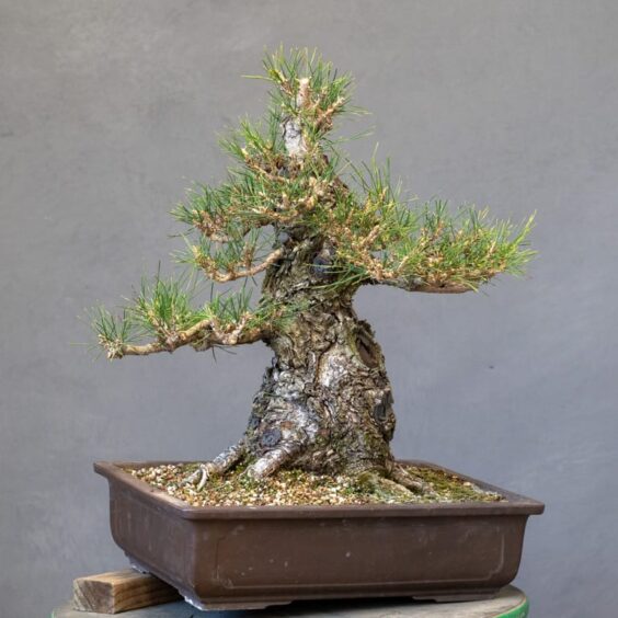 Decandling a field-grown pine - Bonsai Tonight