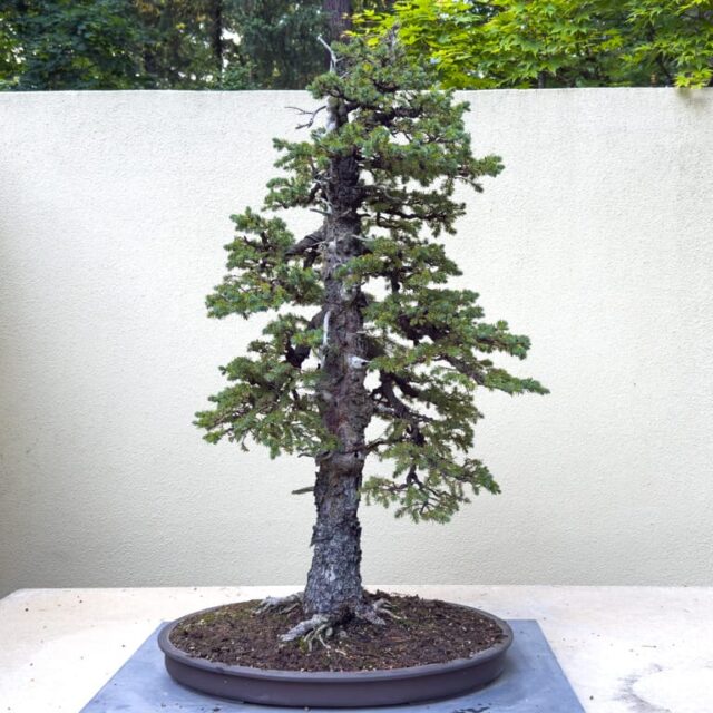 Little Champions - Special Exhibit at the Pacific Bonsai Museum ...