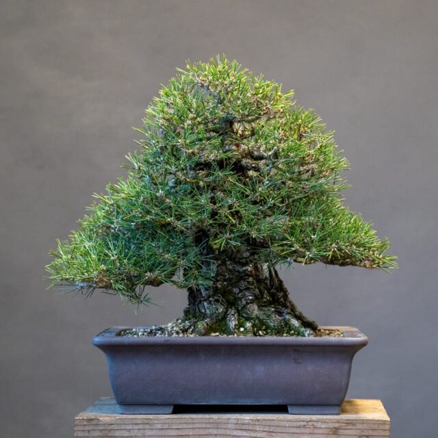 Balancing summer growth on black pine - Bonsai Tonight