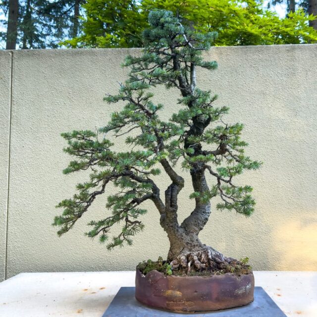 Little Champions - Special Exhibit at the Pacific Bonsai Museum ...