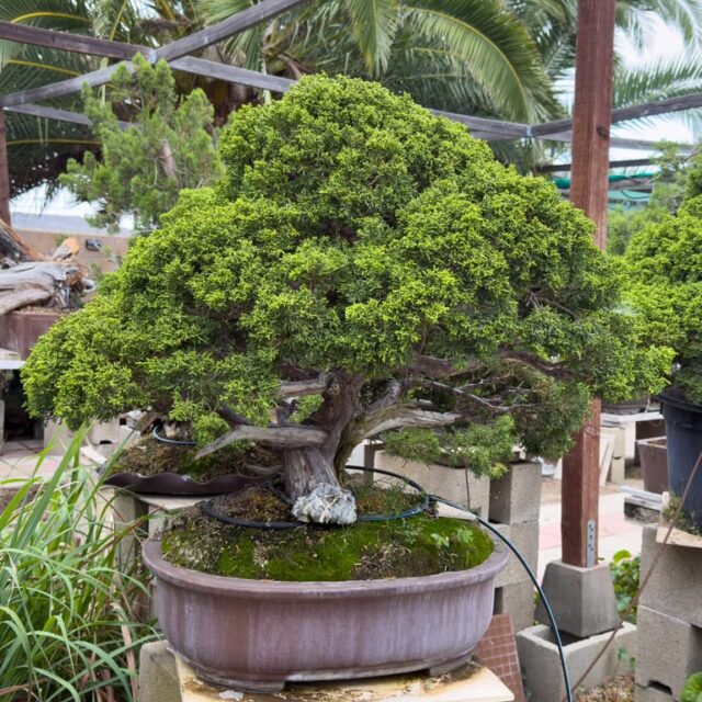Tom Vuong's Giant Trees - Bonsai Tonight