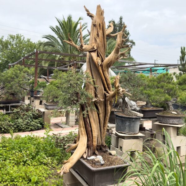 Tom Vuong's Giant Trees - Bonsai Tonight