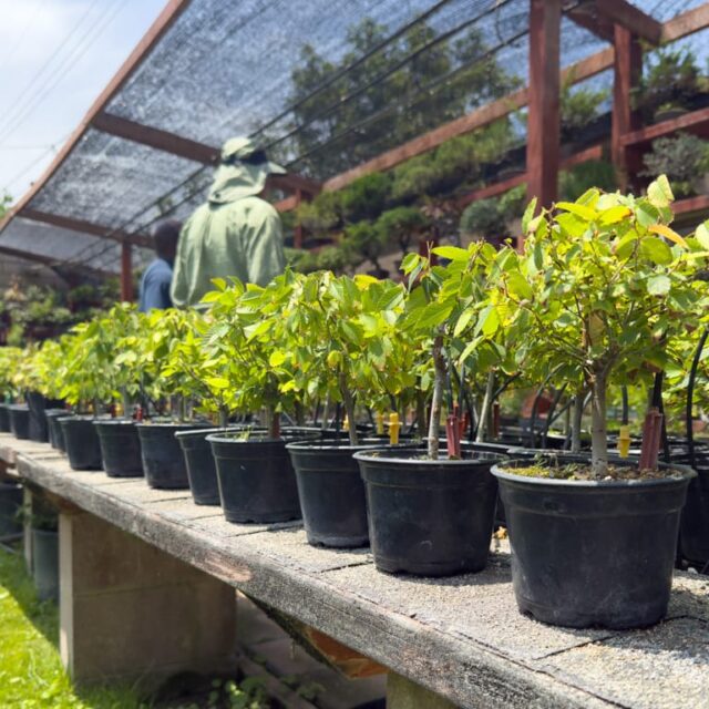 A visit to Peter Macasieb's shohin garden - Bonsai Tonight