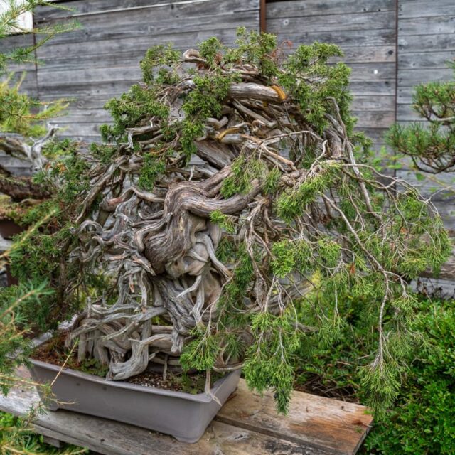 Amazing pines at Michael Tran's garden - Bonsai Tonight