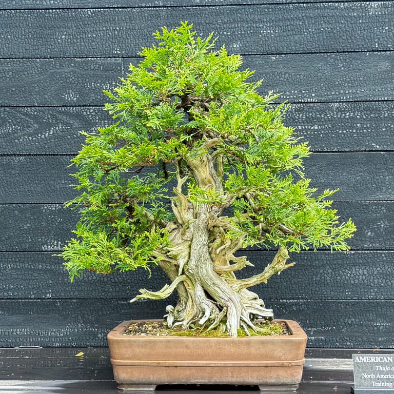 A visit to the Bonsai Collection at Longwood Gardens - Bonsai Tonight