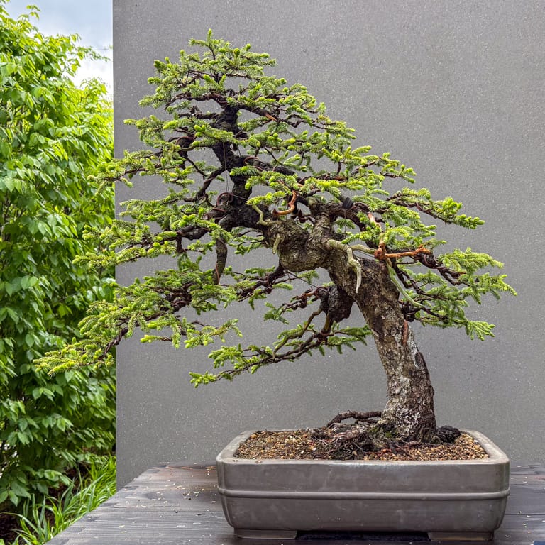 A visit to the Bonsai Collection at Longwood Gardens - Bonsai Tonight