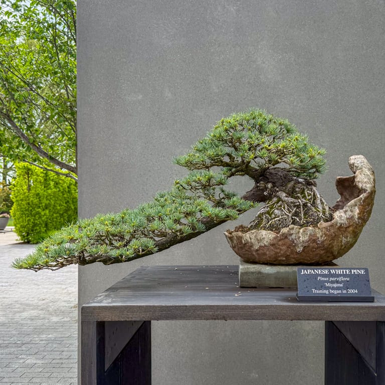 A visit to the Bonsai Collection at Longwood Gardens - Bonsai Tonight